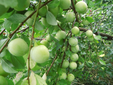 Wildobst im eigenen Garten - Prunus cerasifera / Kirschpflaume