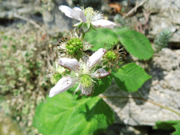 Wildobst im eigenen Garten - Rubus x loganobaccus "Loganberry" / Loganbeere