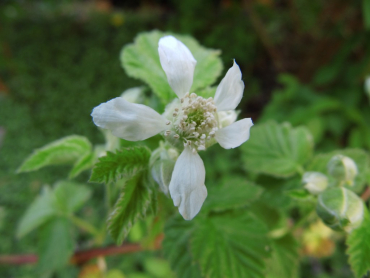 Wildobst im eigenen Garten - Rubus x loganobaccus "Loganberry" / Loganbeere