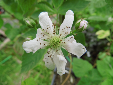 Wildobst im eigenen Garten - Rubus x loganobaccus "Loganberry" / Loganbeere