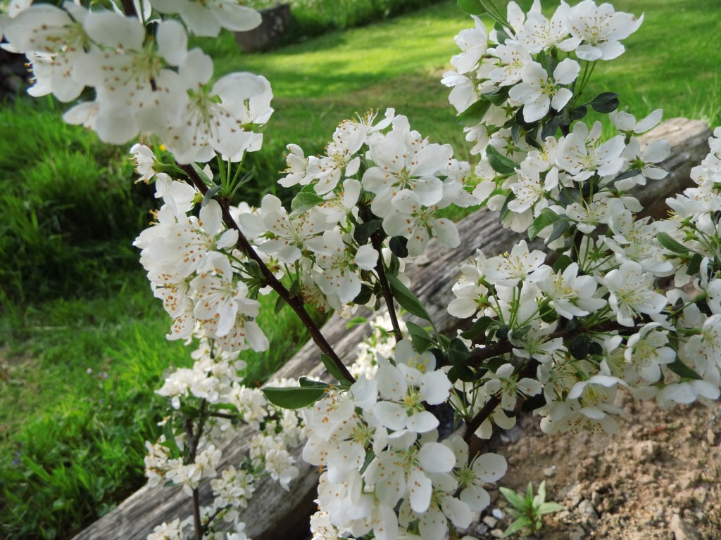 Wildobst im eigenen Garten - Aronia melanocarpa Hugin / Schwarze Apfelbeere