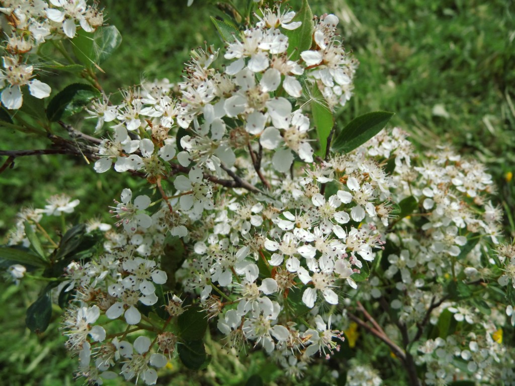 Wildobst im eigenen Garten - Aronia melanocarpa Hugin / Schwarze Apfelbeere