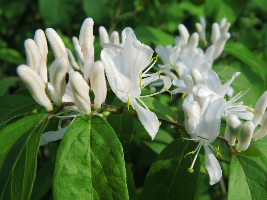 Wildobst im eigenen Garten - Lonicera maackii / Schirm Heckenkirsche