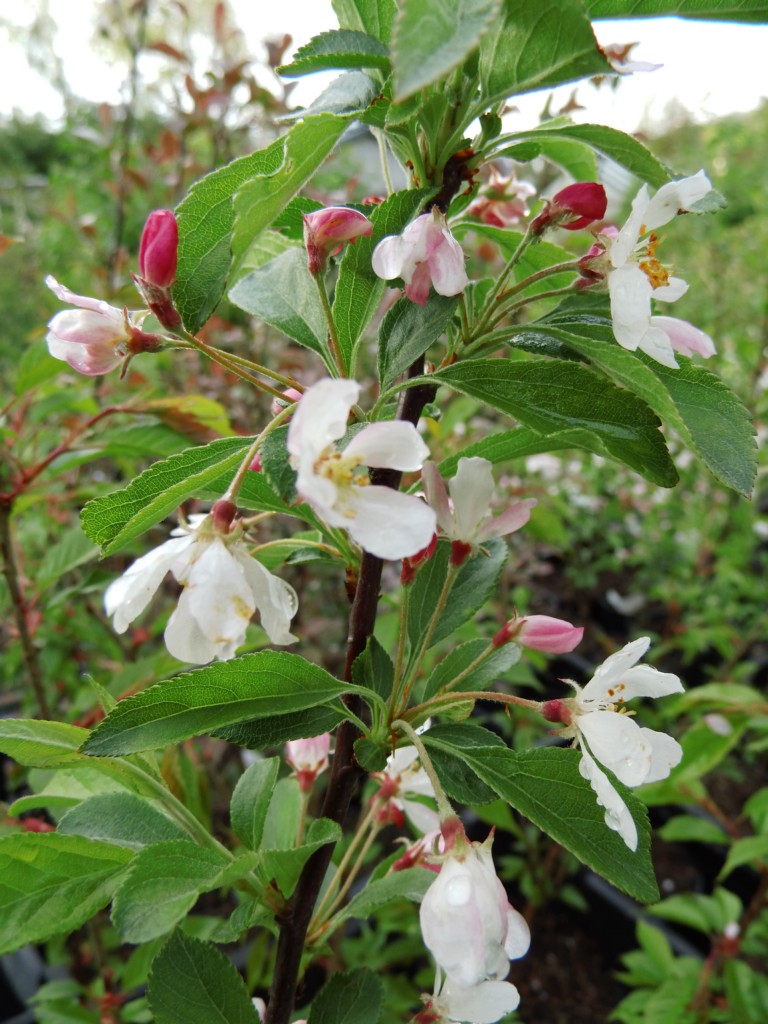 Wildobst im eigenen Garten - Malus Bob White / Zierapfel