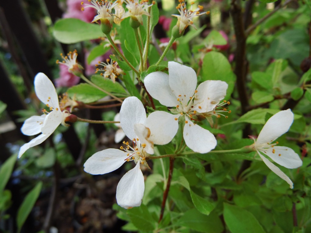 Wildobst im eigenen Garten - Malus Bob White / Zierapfel