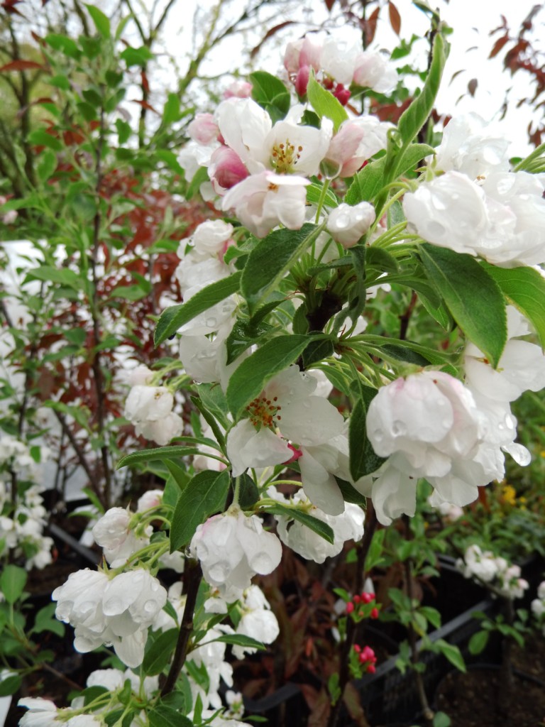Wildobst im eigenen Garten - Malus David / Zierapfel