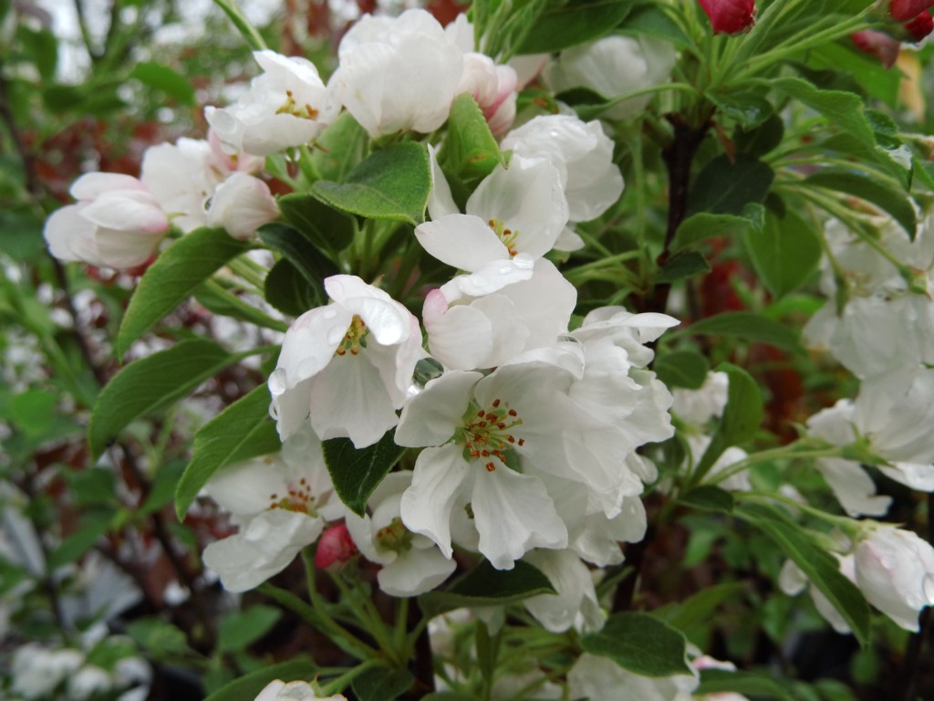 Wildobst im eigenen Garten - Malus David / Zierapfel