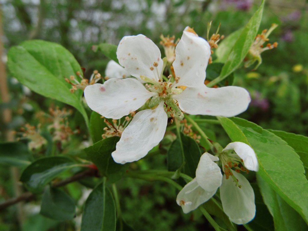 Wildobst im eigenen Garten - Malus Dolgo / Zierapfel