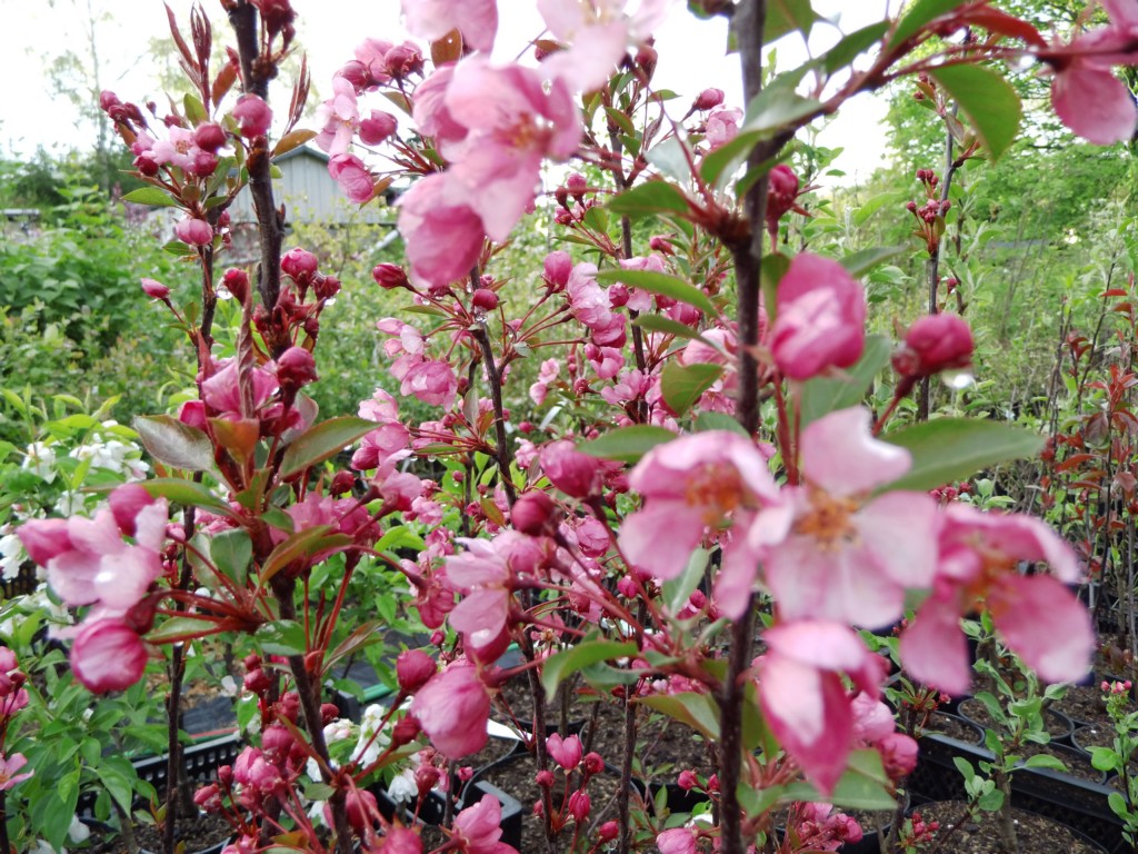 Wildobst im eigenen Garten - Malus Radiant / Zierapfel