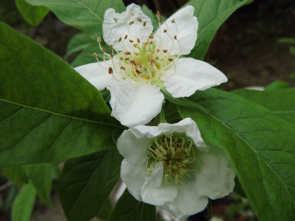 Wildobst im eigenen Garten - Mespilus germanica Westerveld / Deutsche ...