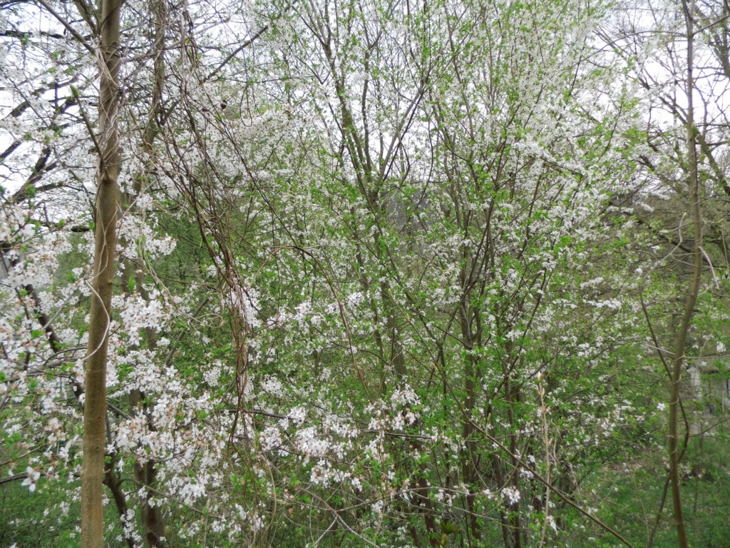 Wildobst im eigenen Garten - Prunus cerasifera / Kirschpflaume
