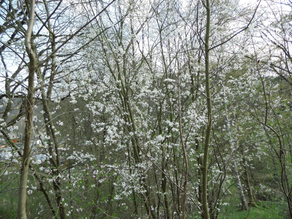 Wildobst im eigenen Garten - Prunus cerasifera / Kirschpflaume