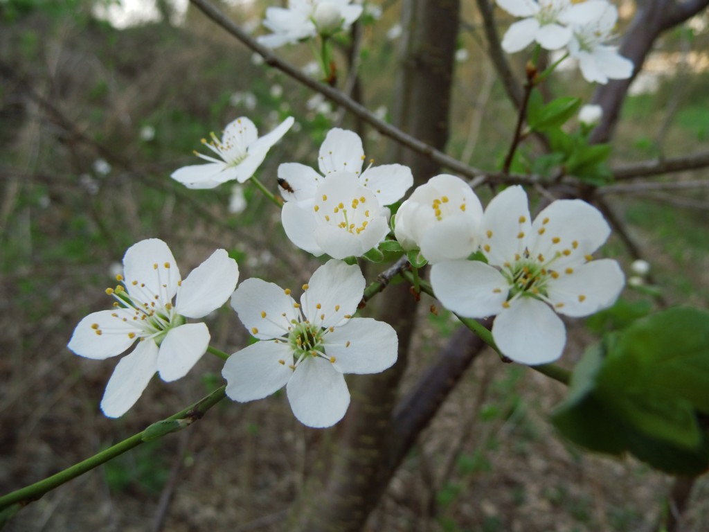 Wildobst im eigenen Garten - Prunus cerasifera / Kirschpflaume