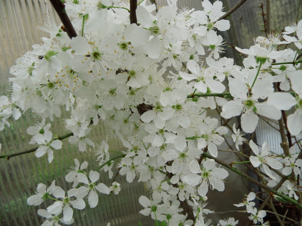 Wildobst im eigenen Garten - Prunus cerasifera / Kirschpflaume