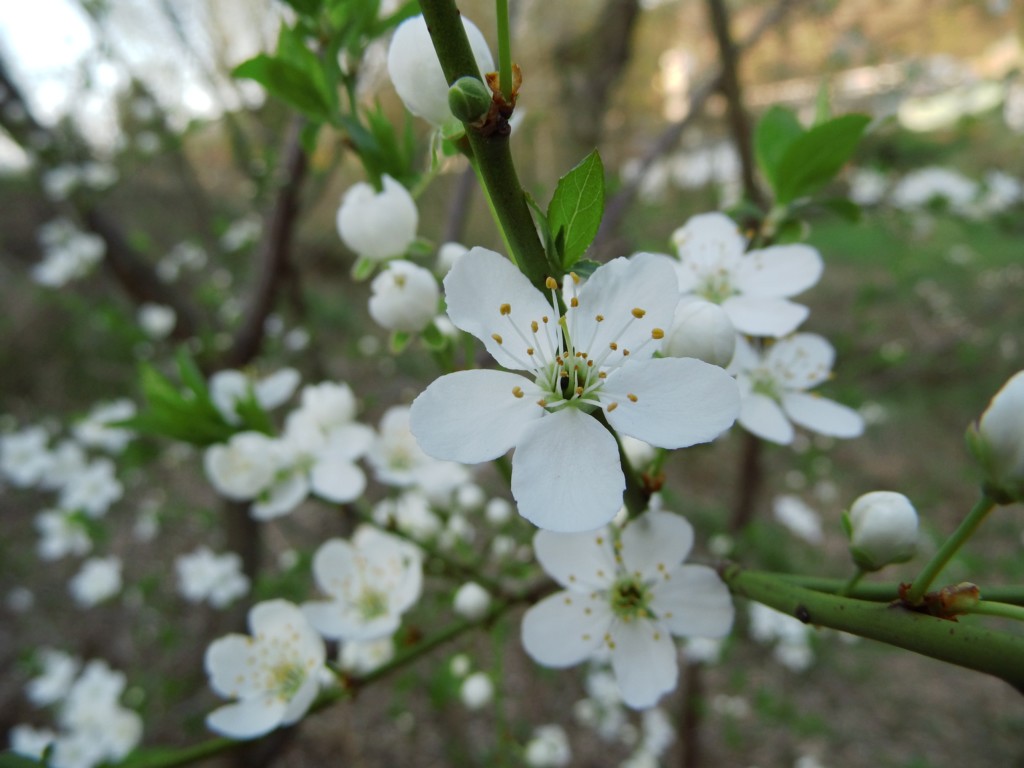 Wildobst im eigenen Garten - Prunus cerasifera / Kirschpflaume