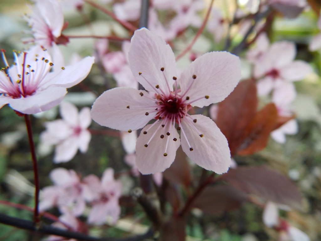 Wildobst im eigenen Garten - Prunus cerasifera Nigra / Blutpflaume