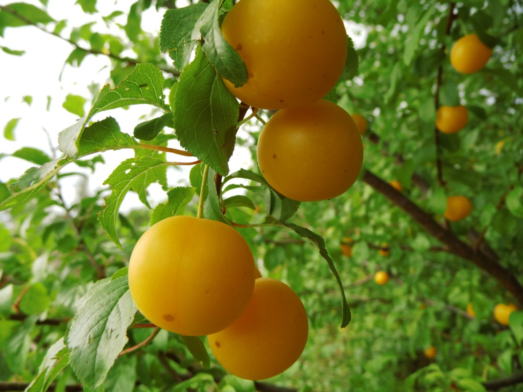 Wildobst im eigenen Garten - Prunus cerasifera / Kirschpflaume