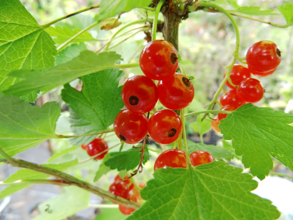 Wildobst im eigenen Garten - Ribes rubrum Rote Holländische / Rote ...