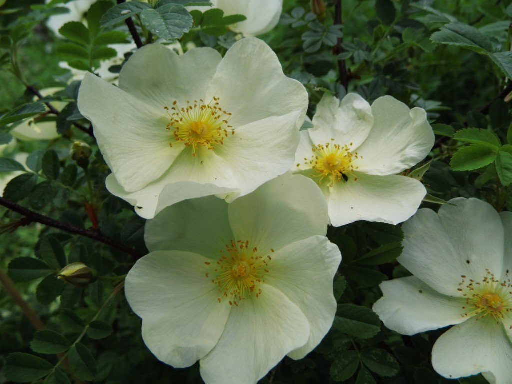 Wildobst im eigenen Garten - Rosa hugonis / Chinesische Goldrose