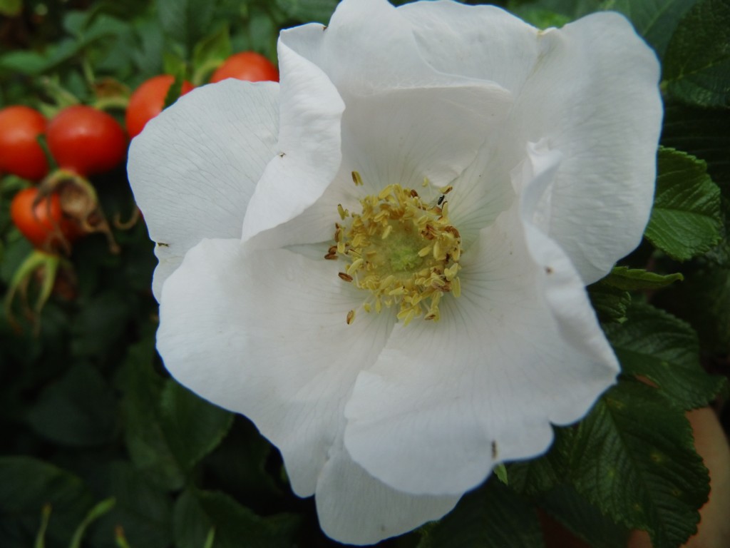 Wildobst im eigenen Garten - Rosa rugosa alba / Kartoffelrose weiss