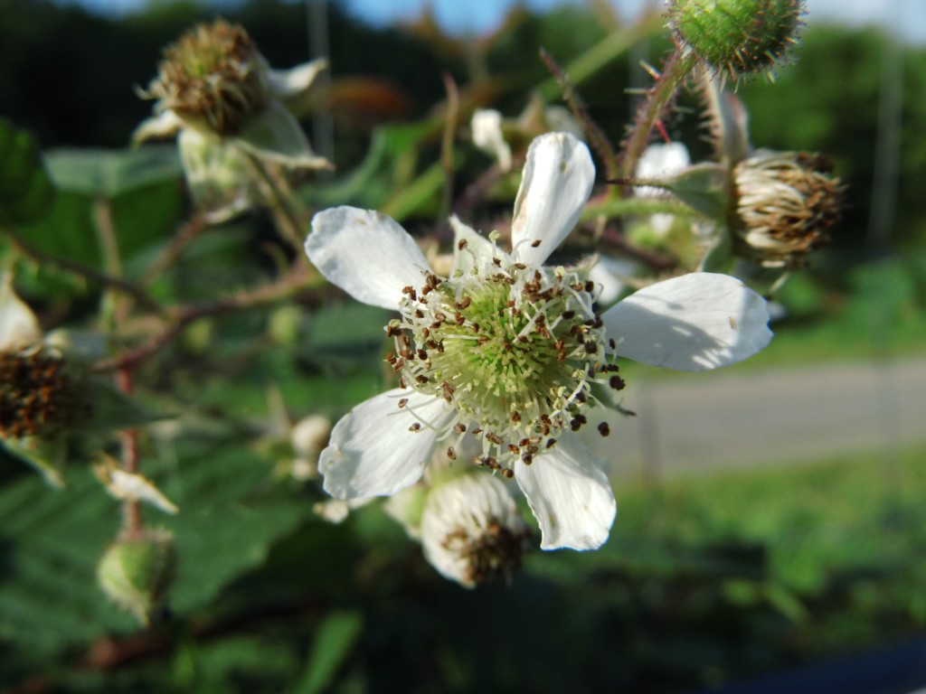 Wildobst im eigenen Garten - Rubus fruticosus / Brombeere