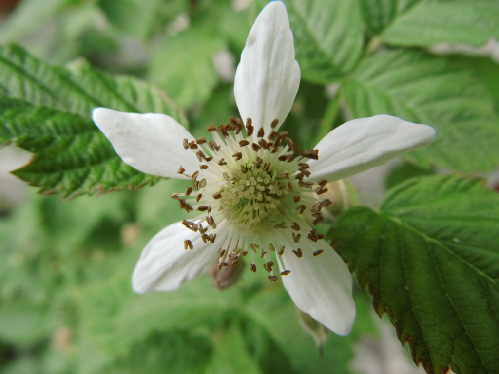 Wildobstschnecke - Rubus fruticosus x idaeus "Tayberry" / Brombeer ...