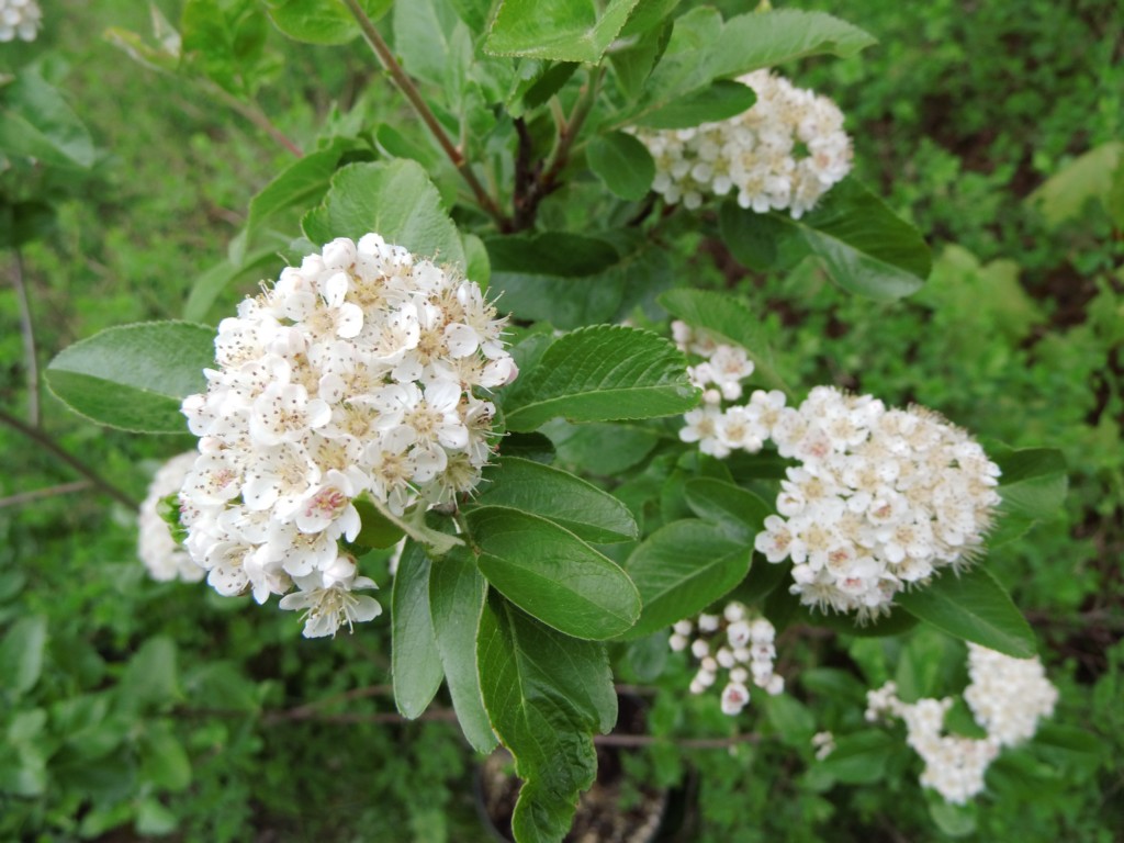 Wildobst im eigenen Garten - Sorbaronia x Likerovyj Jarab / Eberesche x ...
