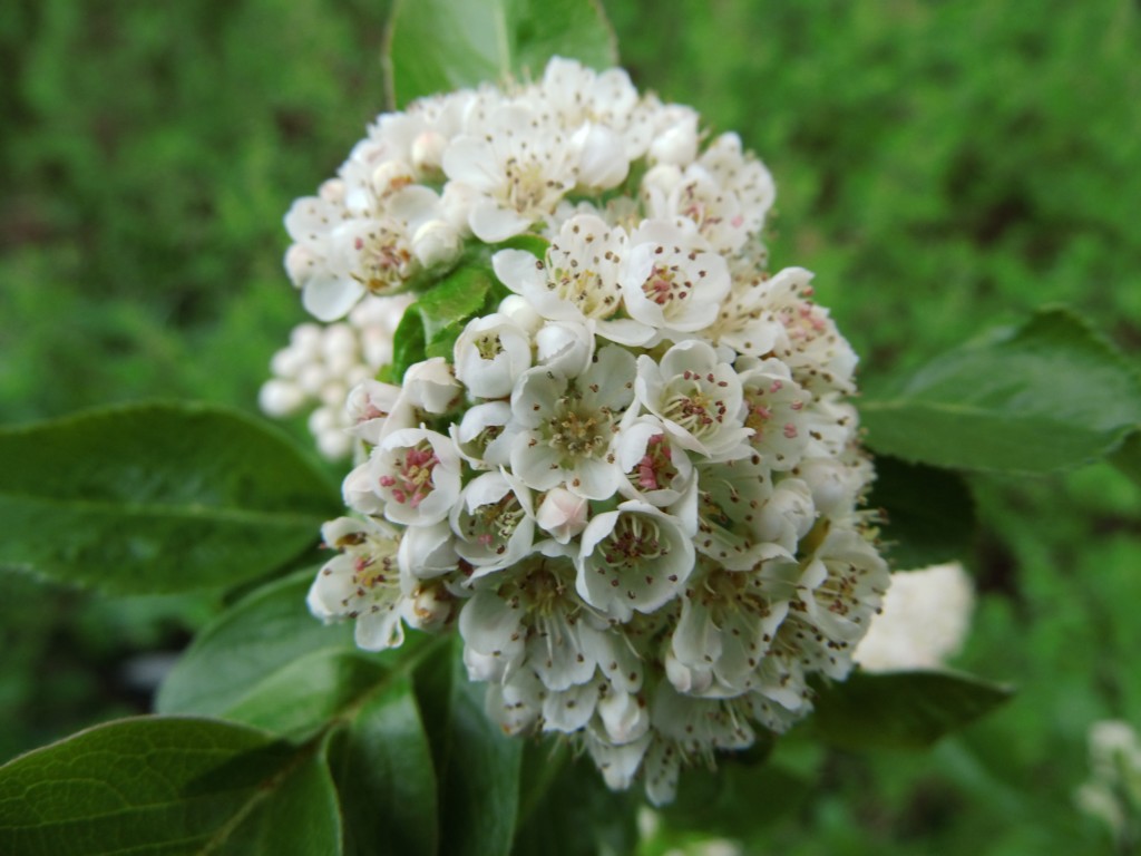 Wildobst im eigenen Garten - Sorbaronia x Likerovyj Jarab / Eberesche x ...