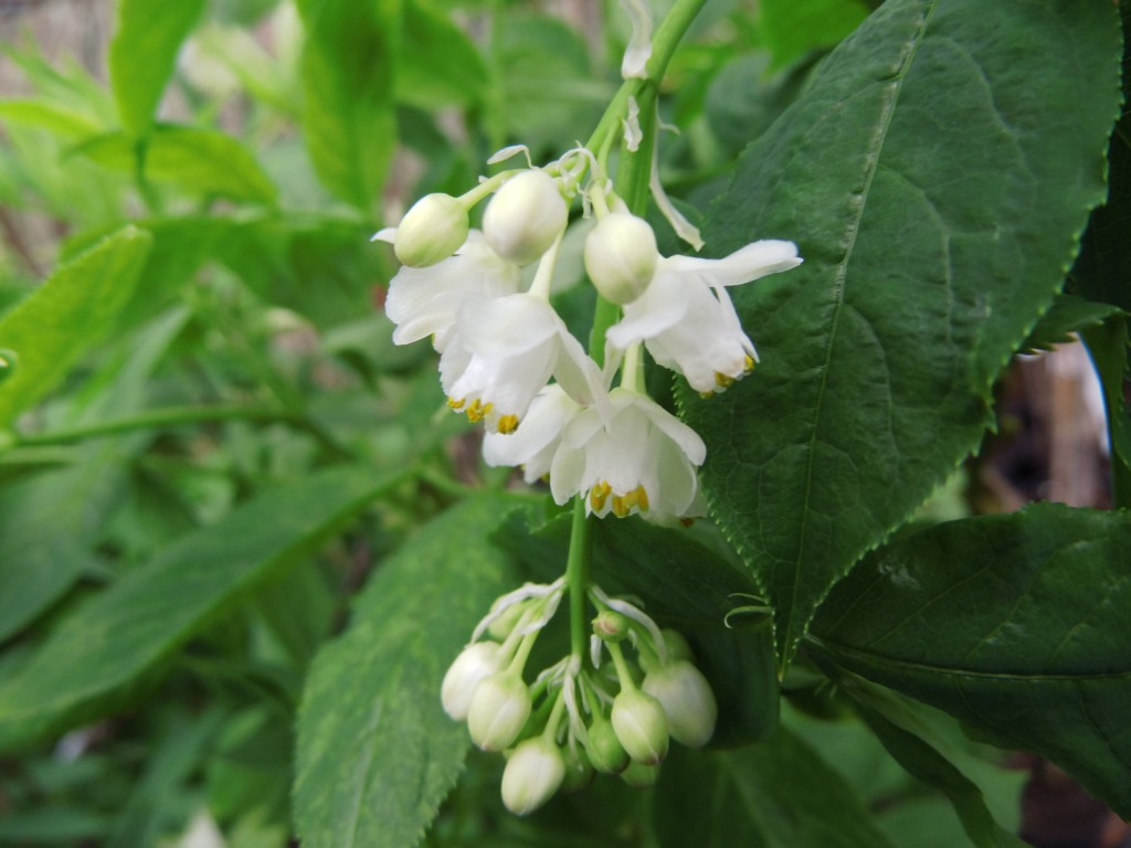 Wildobst im eigenen Garten - Staphylea pinnata / Gemeine Pimpernuss