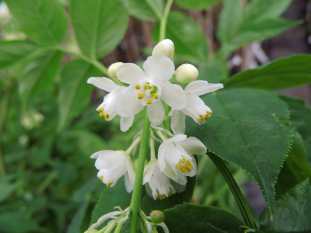 Wildobst im eigenen Garten - Staphylea pinnata / Gemeine Pimpernuss