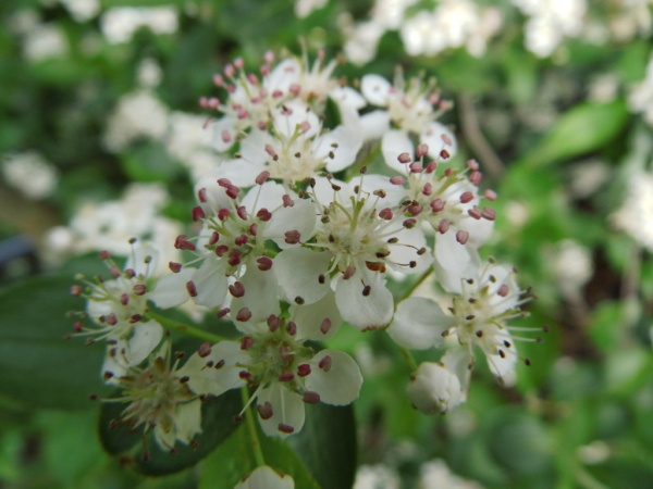 Wildobst im eigenen Garten - Aronia melanocarpa Hugin / Schwarze Apfelbeere