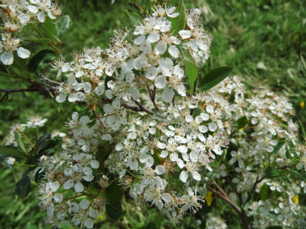 Wildobst im eigenen Garten - Aronia melanocarpa Hugin / Schwarze Apfelbeere