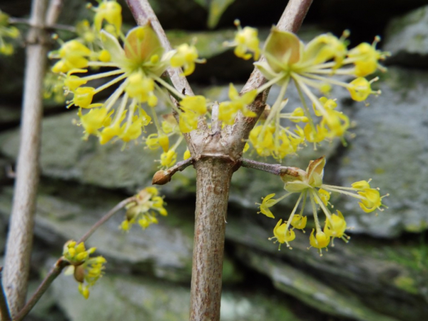 Wildobst im eigenen Garten - Cornus officinalis Kintoki / Japanische ...