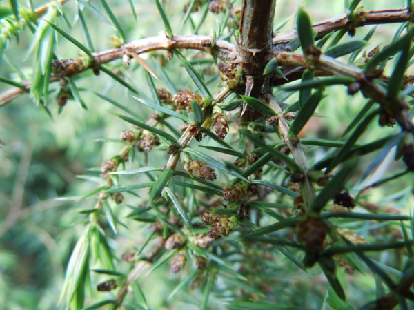 Wildobst im eigenen Garten - Juniperus communis / Gemeiner Wacholder ...