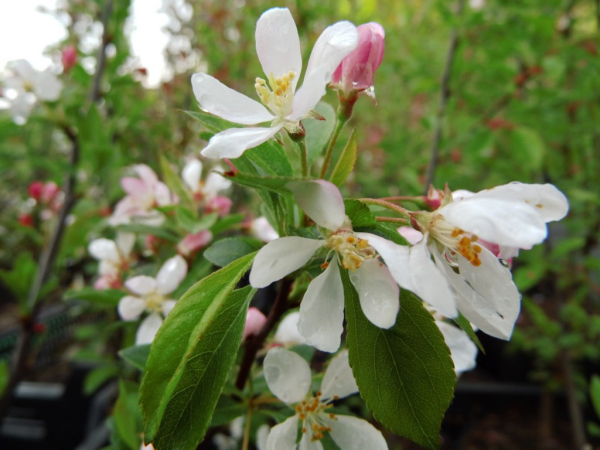 Wildobst im eigenen Garten - Malus Bob White / Zierapfel
