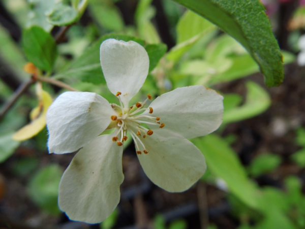 Wildobst im eigenen Garten - Malus Bob White / Zierapfel