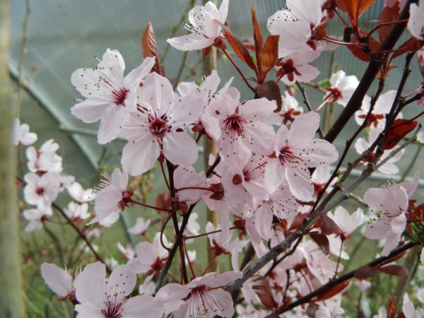 Wildobst im eigenen Garten - Prunus cerasifera Nigra / Blutpflaume
