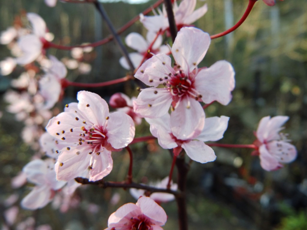 Wildobst im eigenen Garten - Prunus cerasifera Nigra / Blutpflaume