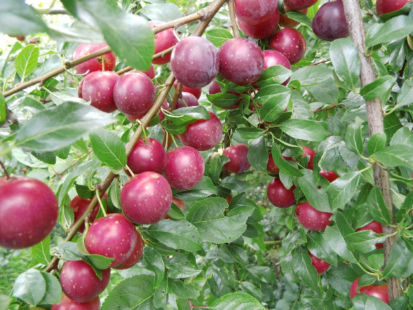 Wildobst im eigenen Garten - Prunus cerasifera / Kirschpflaume