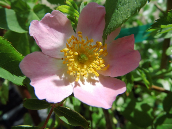 Wildobst im eigenen Garten - Rosa PiRo 3 / Pillnitzer Vitaminrose