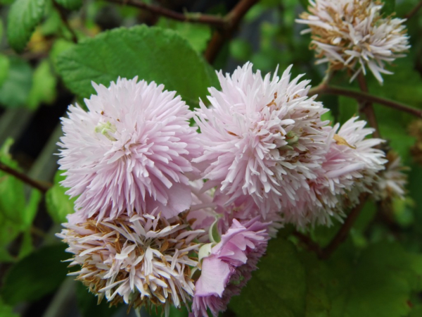 Wildobst im eigenen Garten - Rubus ulmifolius var. bellidiflorus ...