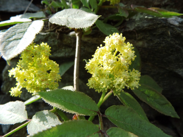 Wildobst im eigenen Garten - Sambucus racemosa / Roter Holunder