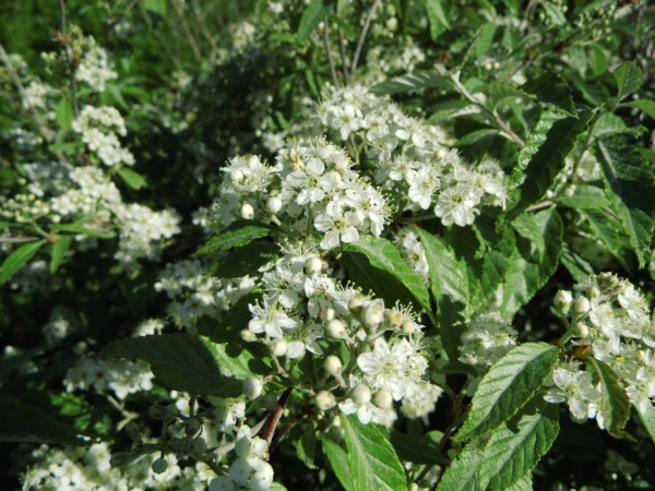 Wildobst im eigenen Garten - Sorbus folgneri Emiel / Chinesische Mehlbeere