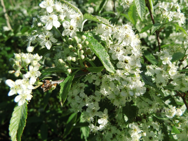 Wildobst im eigenen Garten - Sorbus folgneri Emiel / Chinesische Mehlbeere